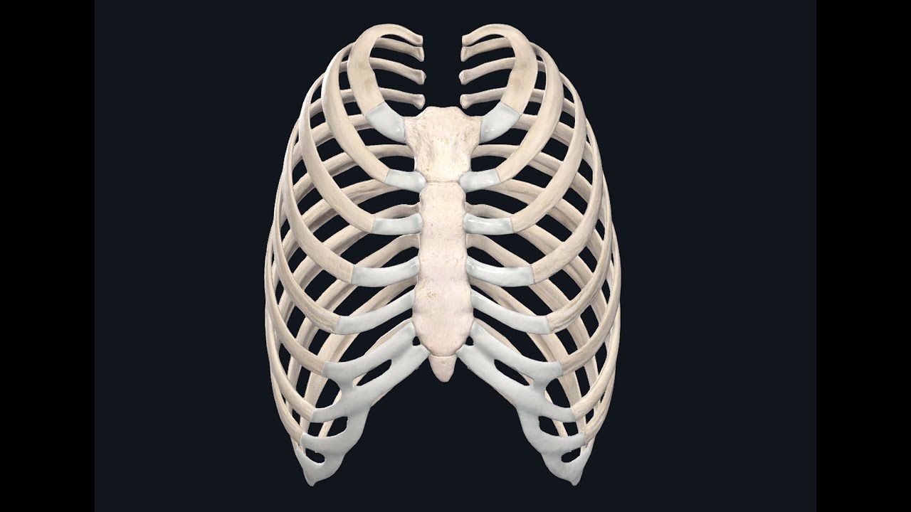 Thoracic Cage - YouTube