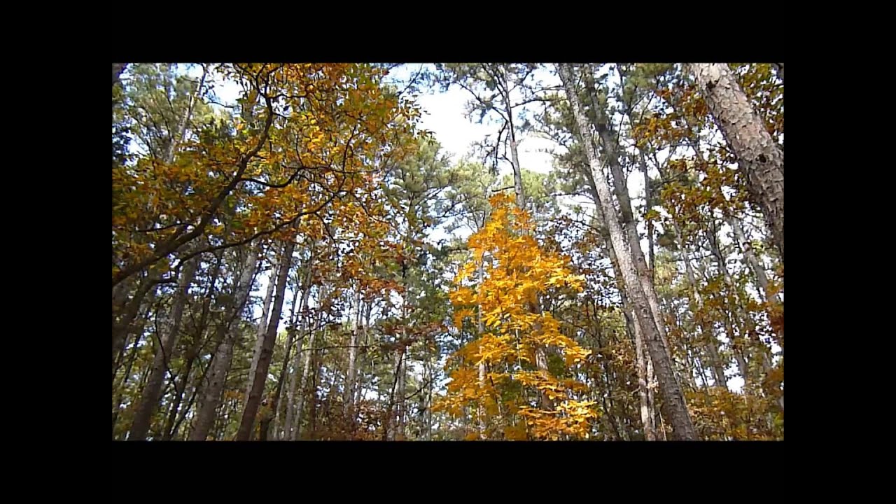 Beautiful easy hike in SW Missouri with tall pines and beautiful ...