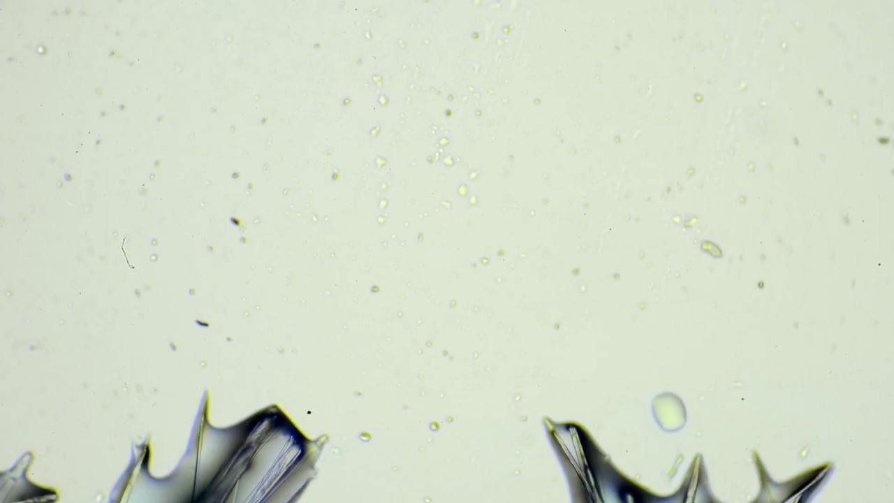 Micro Crystal Growth Time Lapse - YouTube