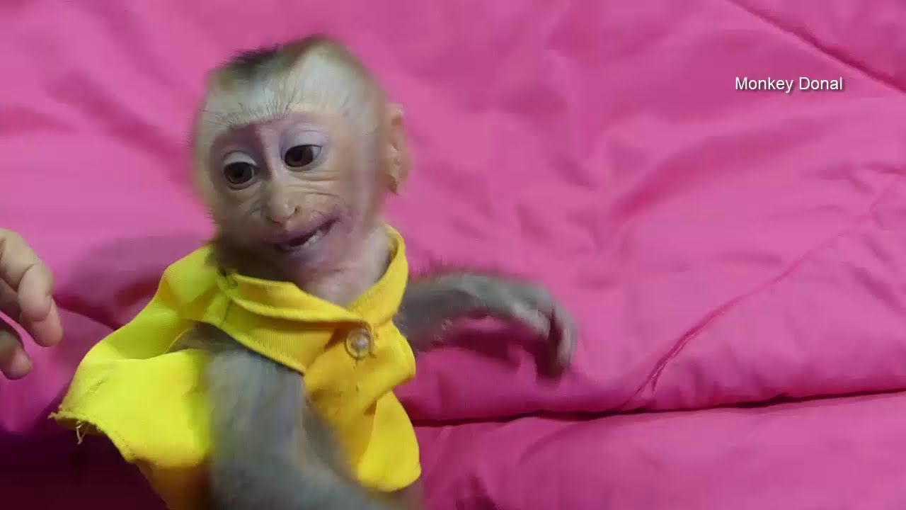 Monkey Baby Donal Shout Loudly Not Want Get Milk When Angry And Need ...