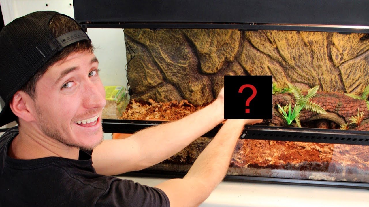 Super rare turtle UNBOXING!! - YouTube