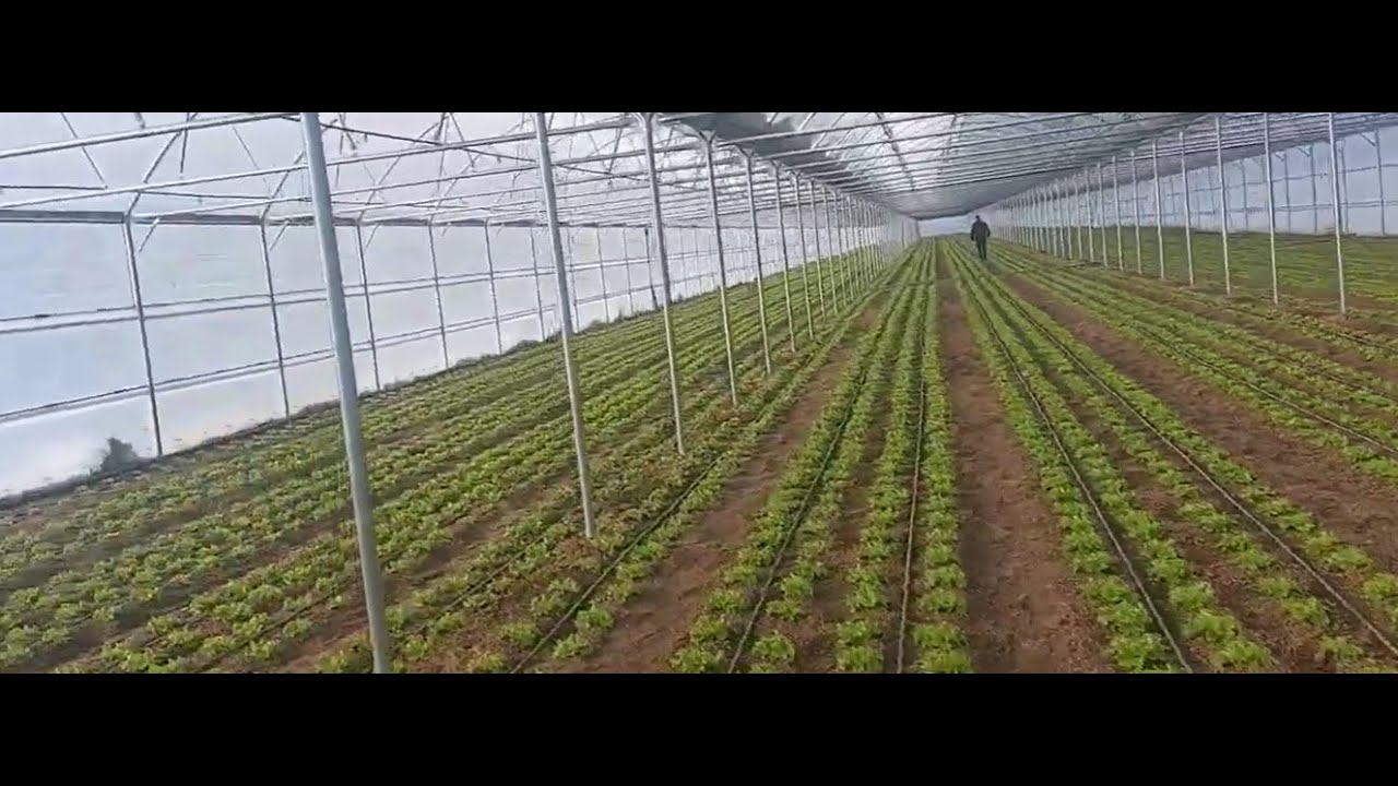 Krushe e Madhe, sallatat ne dimer me bujkun Sali Rexhepi - YouTube