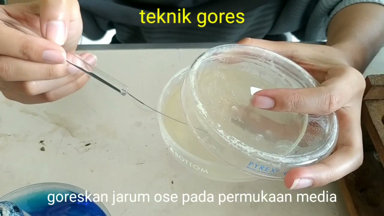 Praktikum Mikrobiologi Acara 3 &4 pembuatan media serta isolasi dan ...
