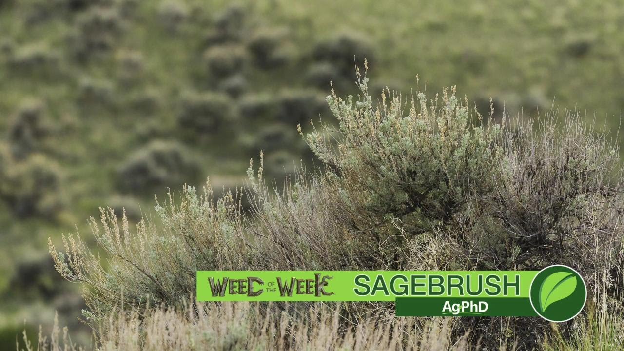 Weed of the Week #1060 Sagebrush (Air Date 7-29-18) - YouTube