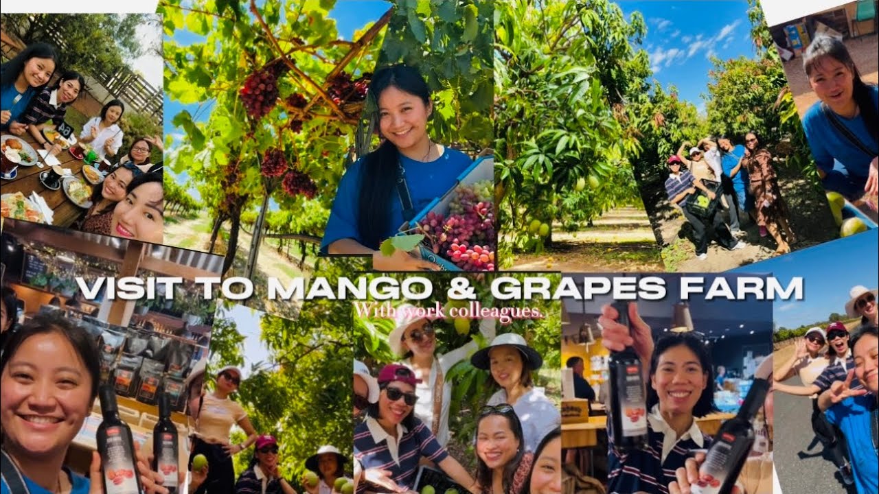Day in a Farm of Australia | Mango & Grapes picking season | Colleagues ...