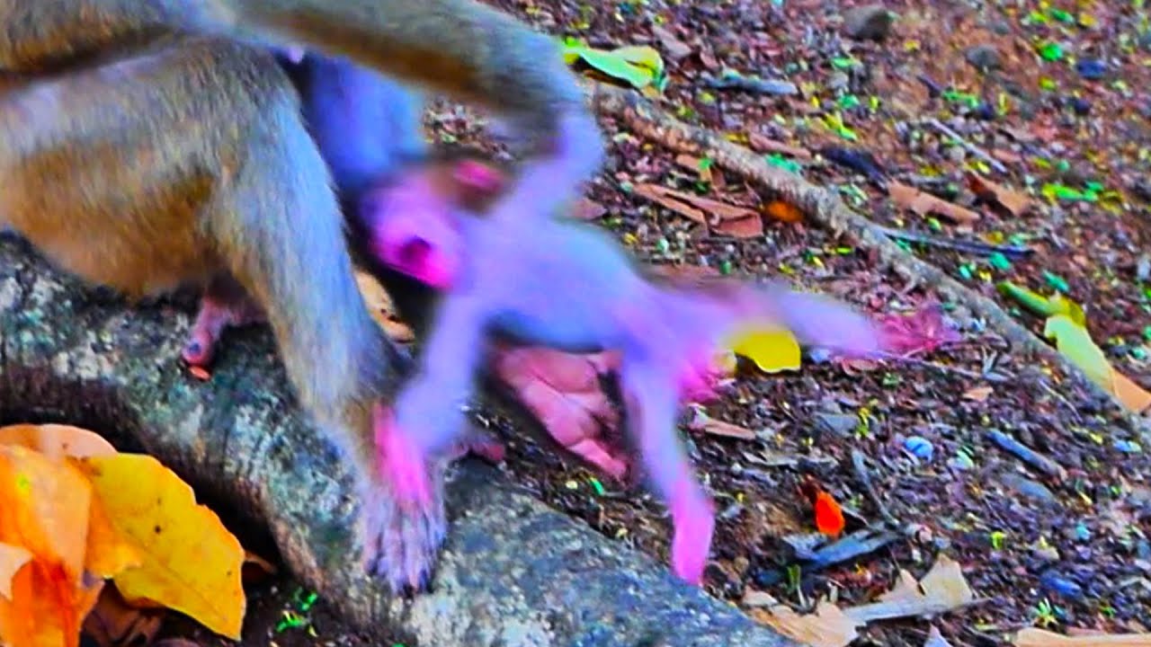 The new hybrid baby monkey ever Mom gave a h.a.r.d lesson to d.r.a.g ...