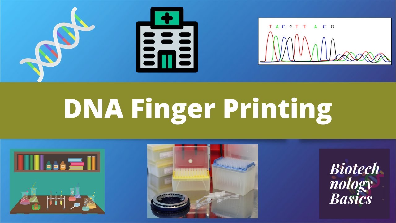 DNA finger printing - YouTube
