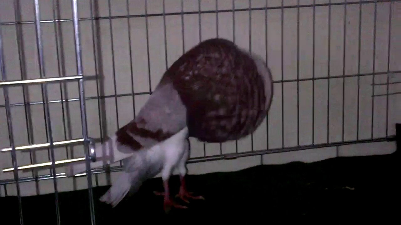 Merpati Hias Norwich Cropper ini Selalu Juara #1 di Kontes Indonesia ...