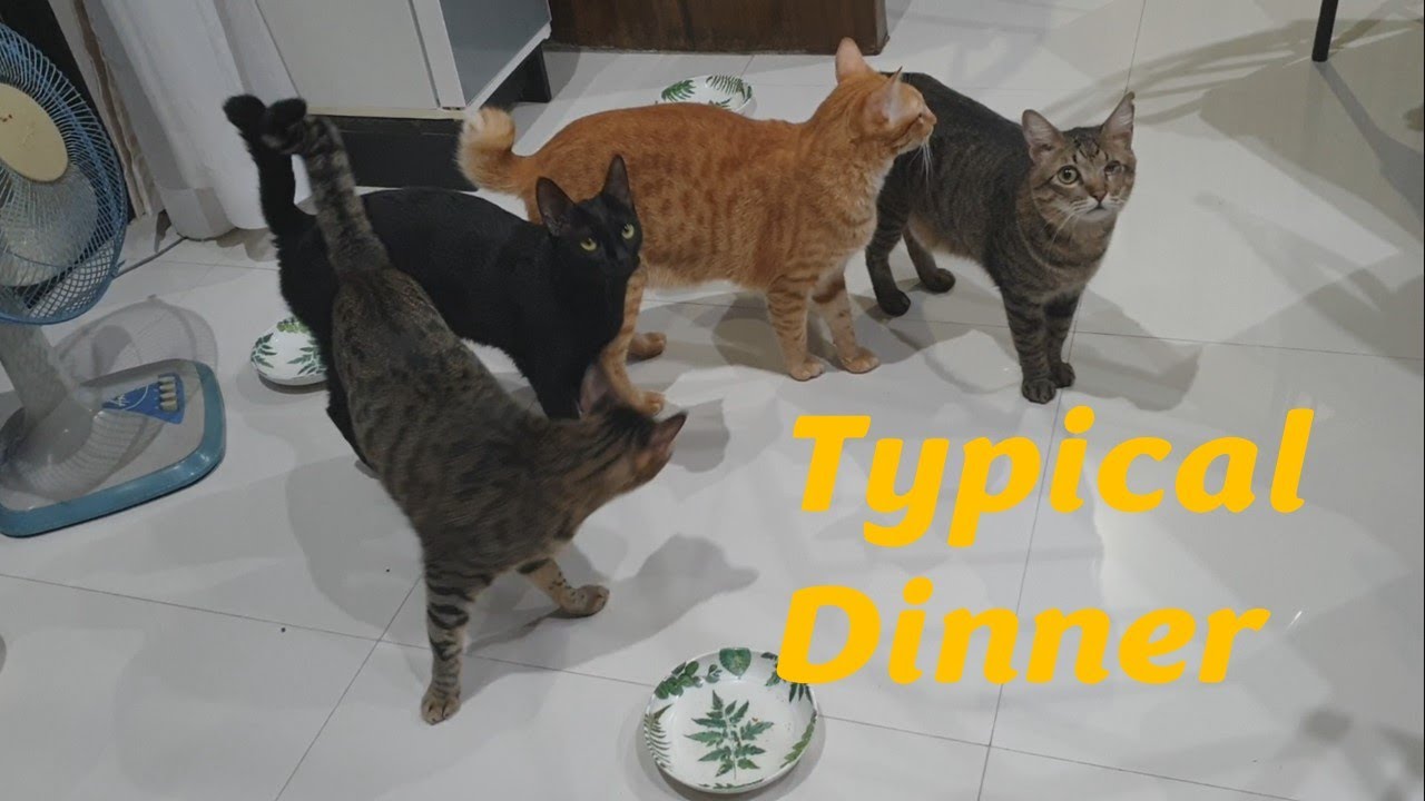 Watch Our Adorable and Stray Cats' Dinner Routine at CatsAtHome 🥰 - YouTube