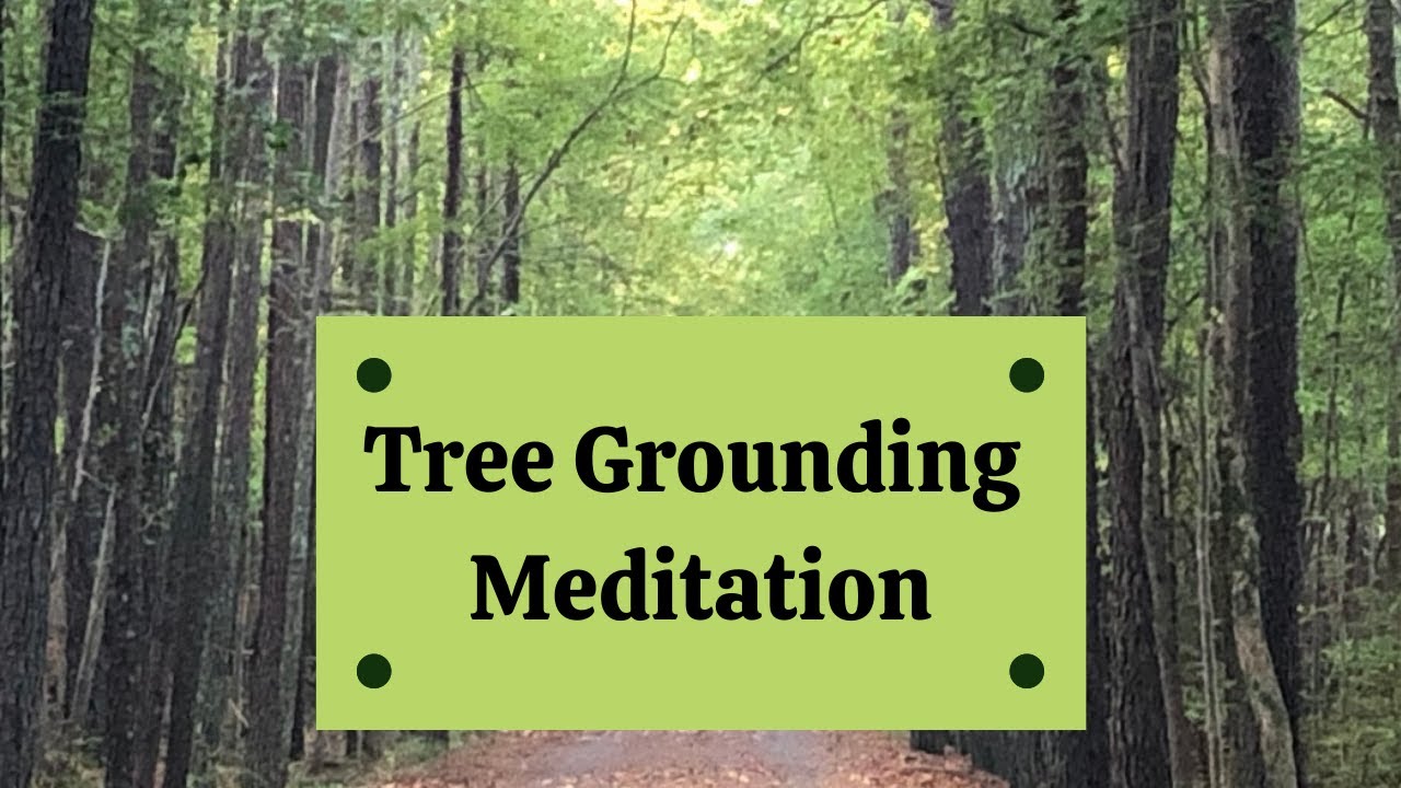 Tree Grounding Meditation Video - YouTube