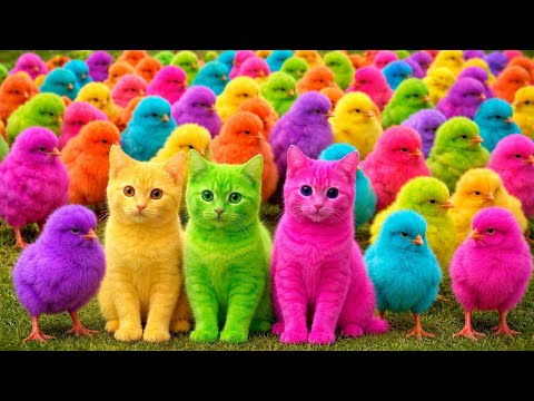 Funny Chicken Catch, colorful chicken, rainbow chicken, cute rabbit, cute duck, koi fish, Cute An...