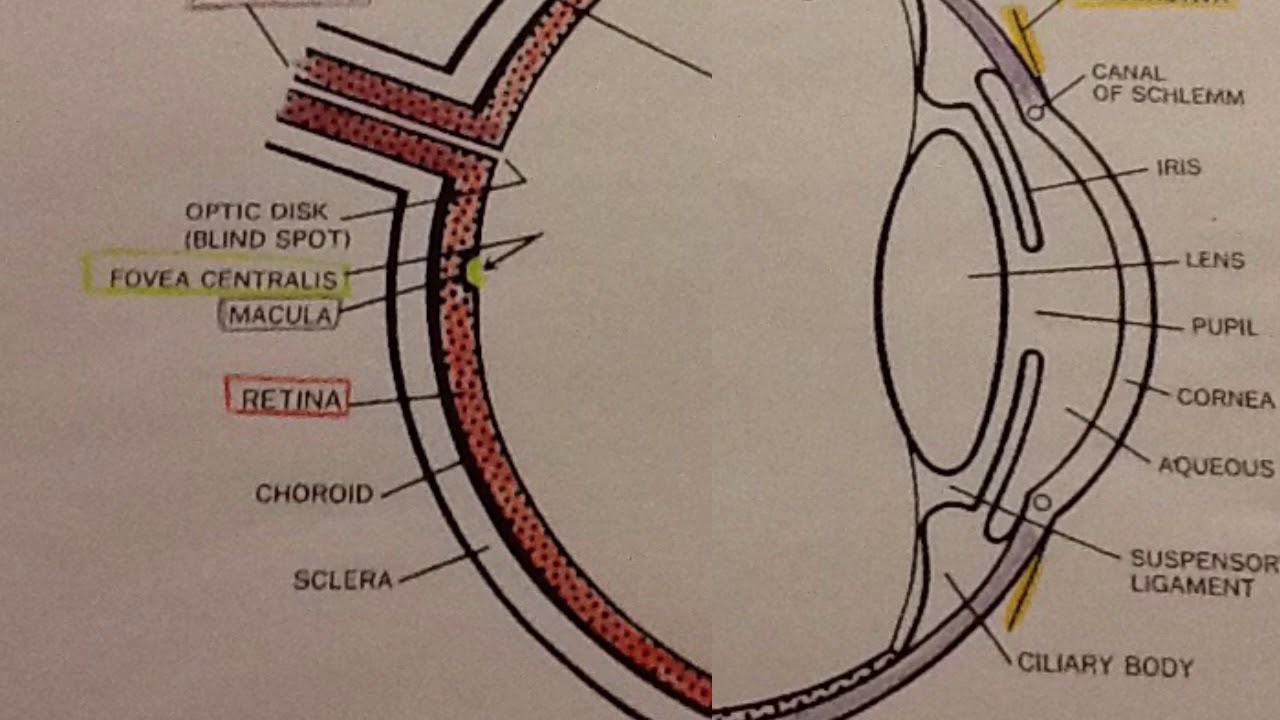Eye movie - YouTube