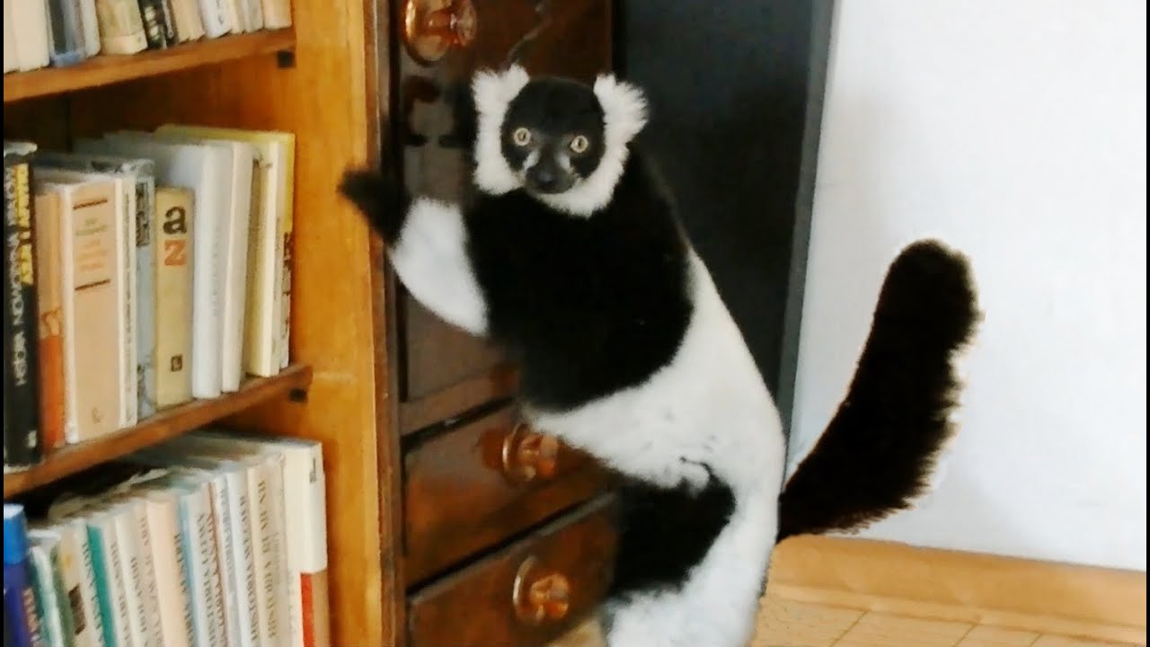 Lemur Panda - YouTube