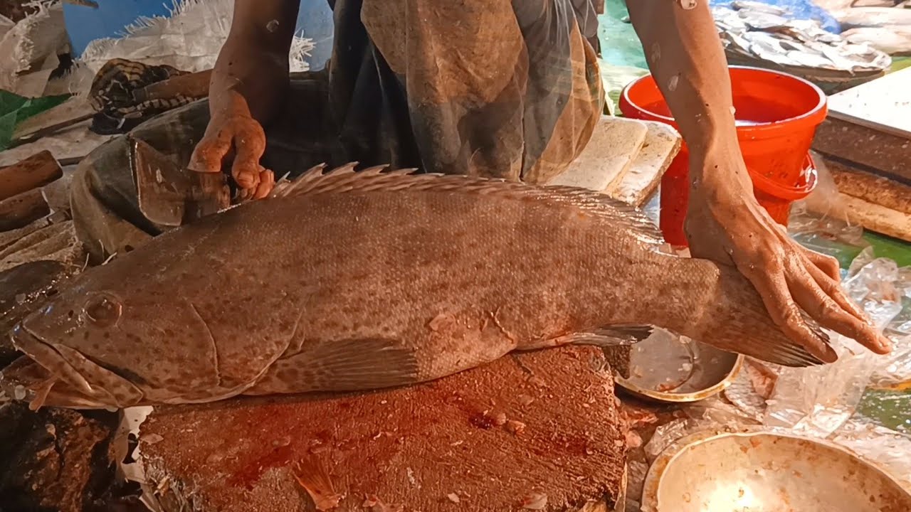 Super Tasty DOTTED Grouper Fish Cutting Skills in Bangladeshi Fish ...