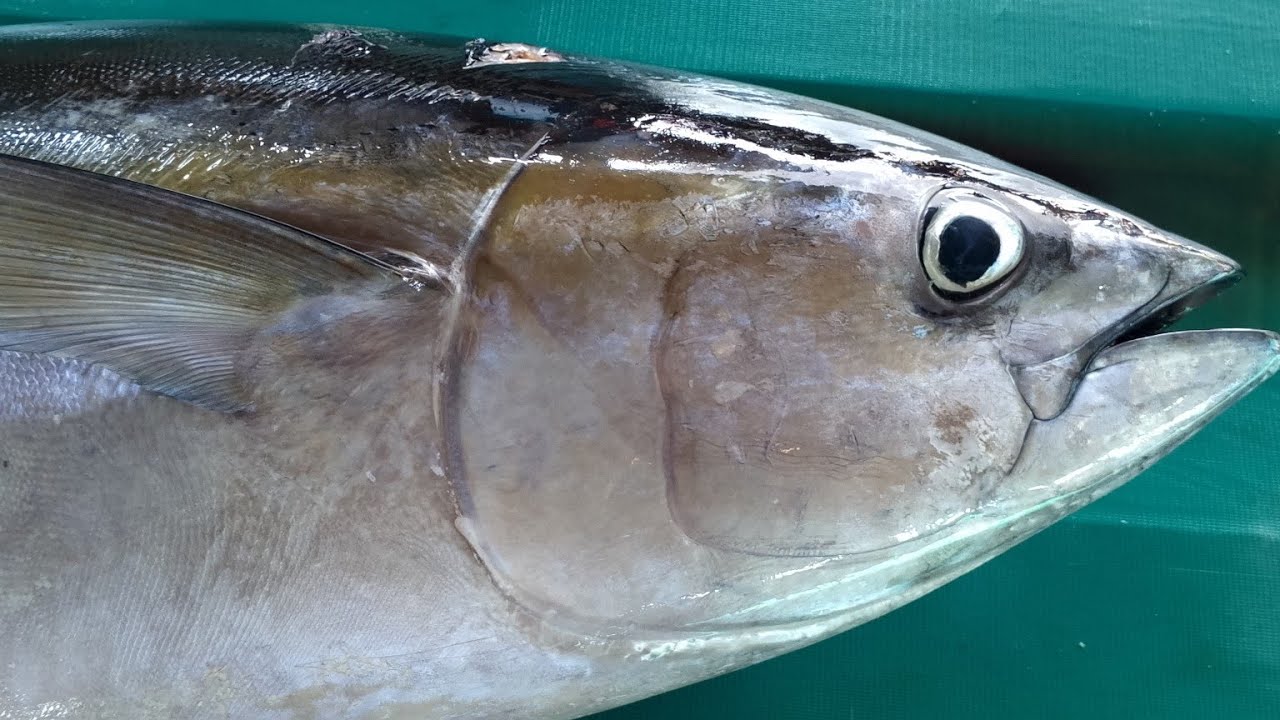 real life ! real live ' fish world ' pasar ikan Sorong - YouTube