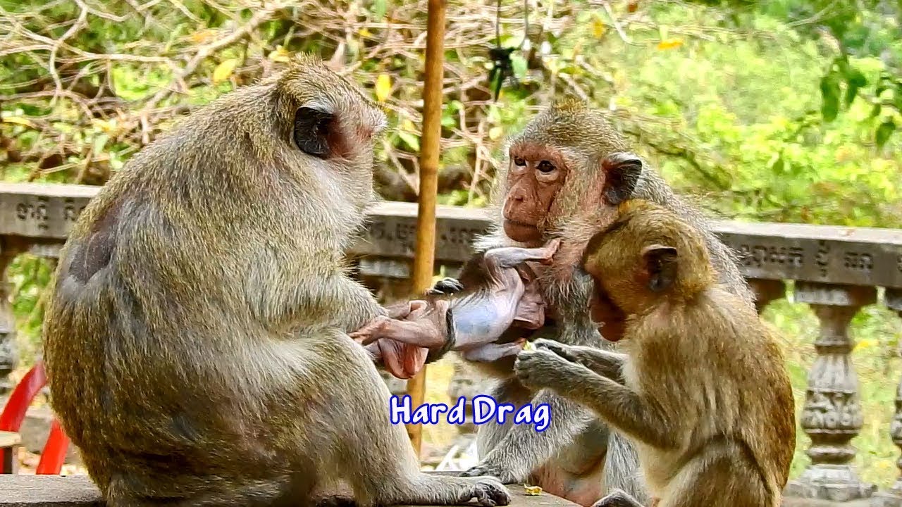 Very hard dragging baby monkey! Pity baby monkey Milo was mistreat and ...