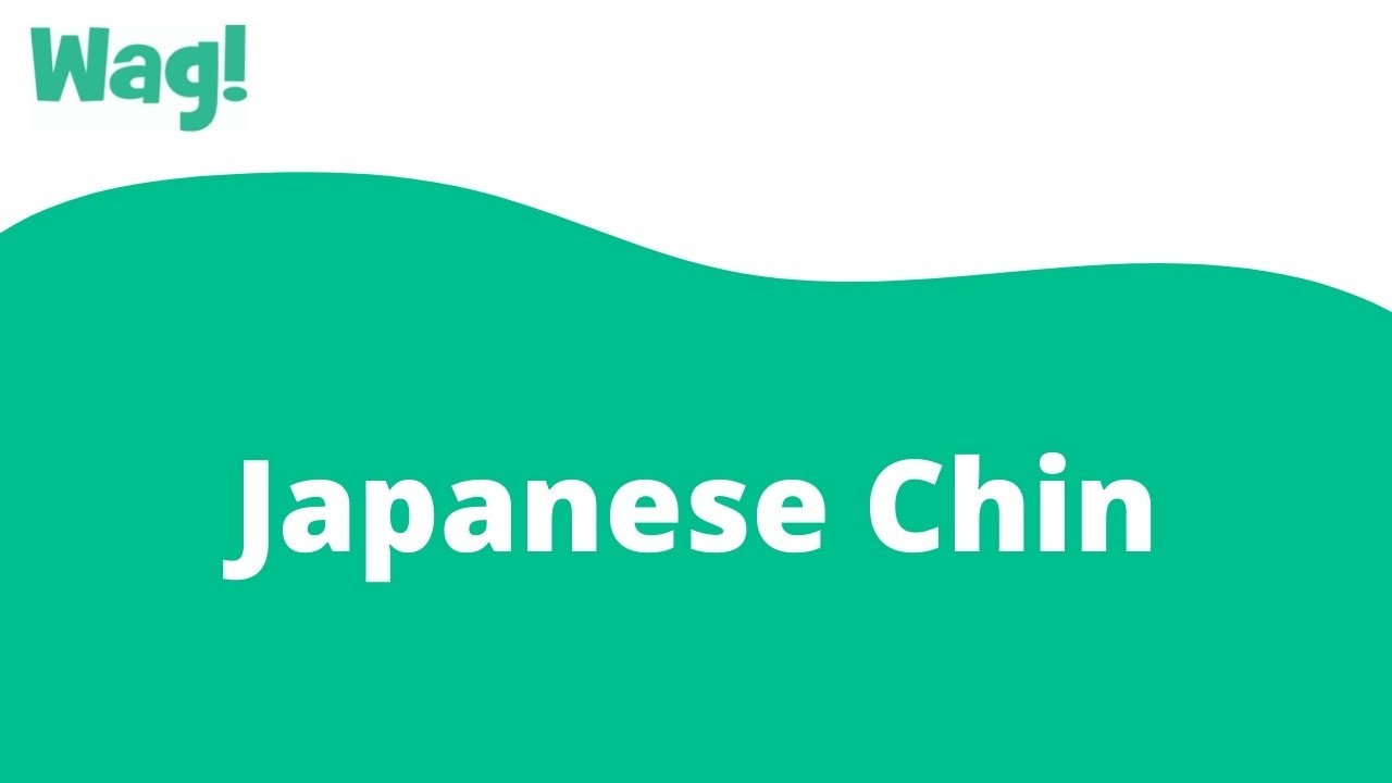 Japanese Chin | Wag! - YouTube
