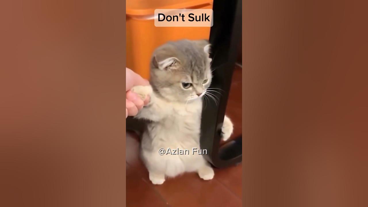 Don't sulk. #cat #pets #funny #cute - YouTube