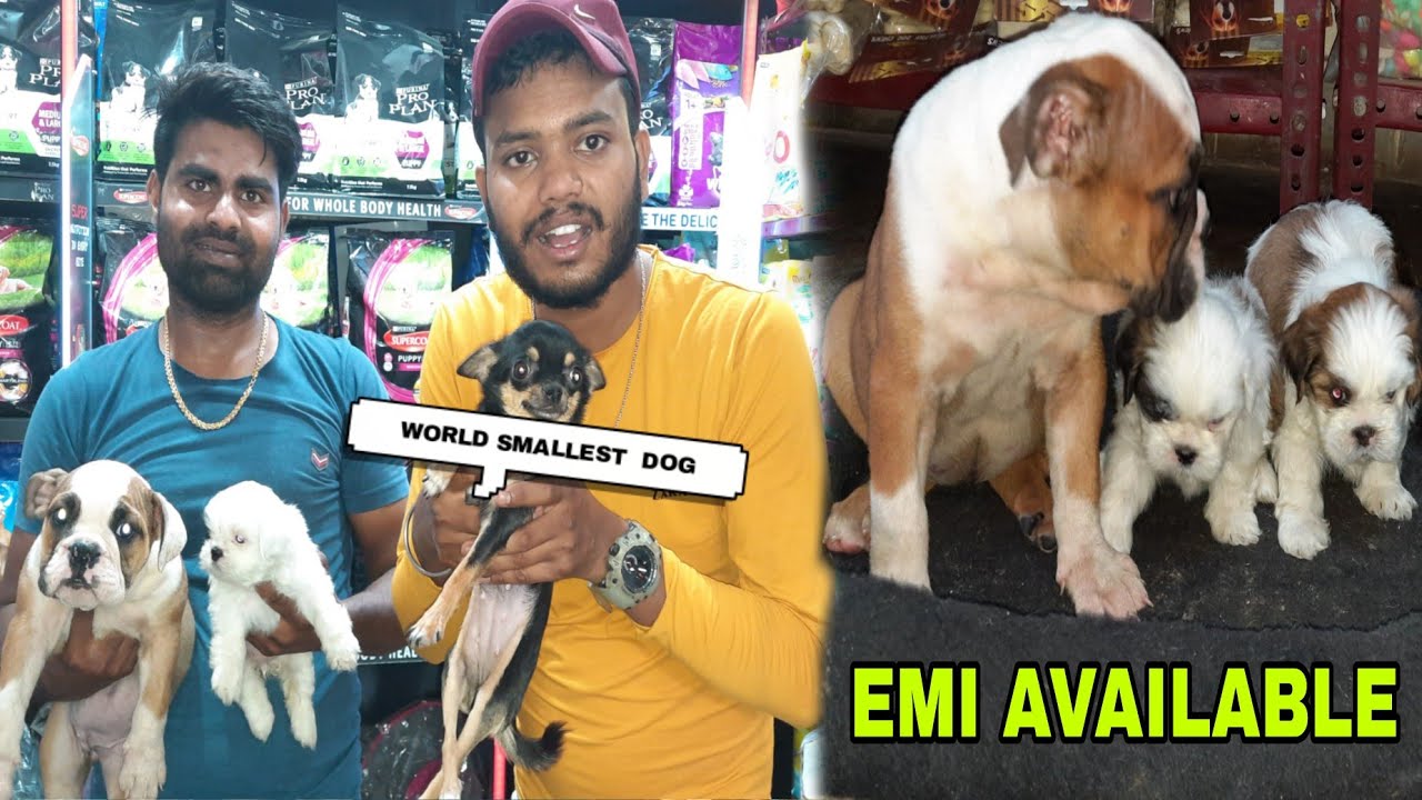 WORLD SMALLEST DOG || EMI AVAILABLE | ENGLISH BULLDOG, CHIHUAHUA ...