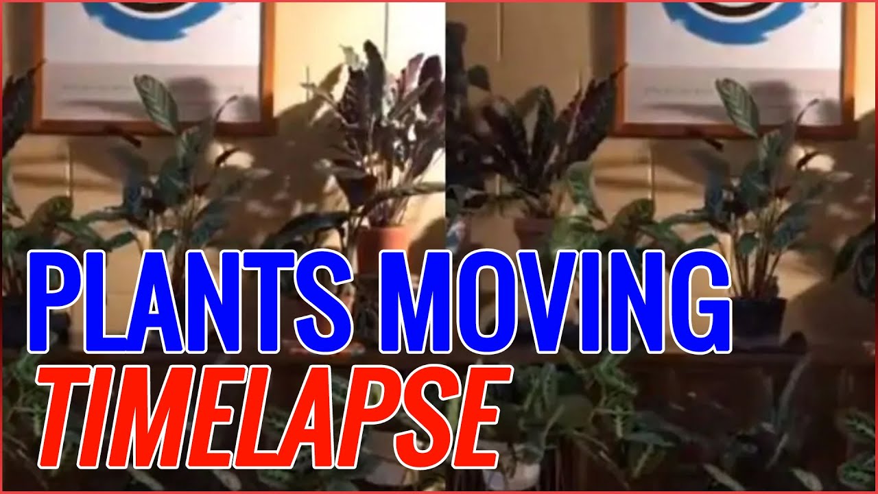 Plants Moving Timelapse - When Shown Speed Up, You Can See How Much ...