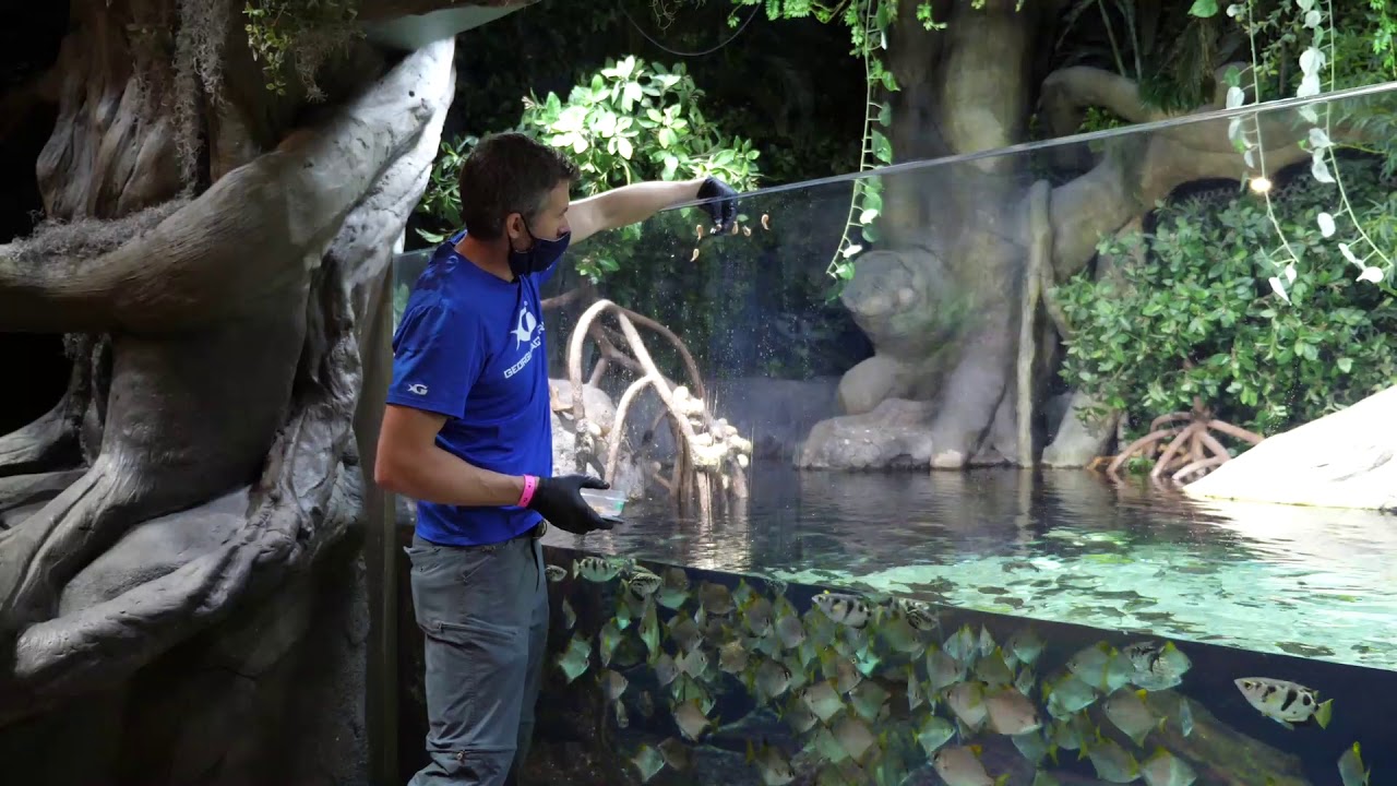 Field Trip Friday: Archerfish Feeding - YouTube