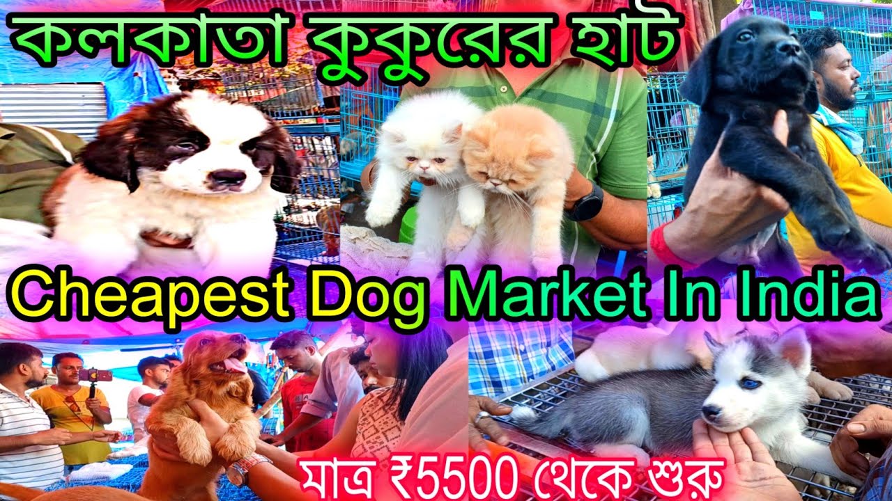 Dog Puppy Price Update | Galiff Street Pet Dog Market | Cheapest Dog ...