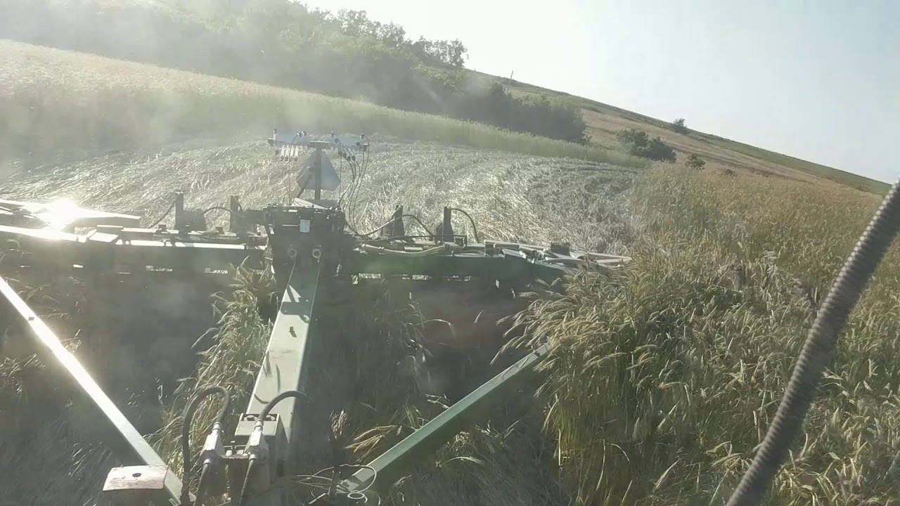 Crimping cereal rye cover crop 40-5s2f-4 - YouTube