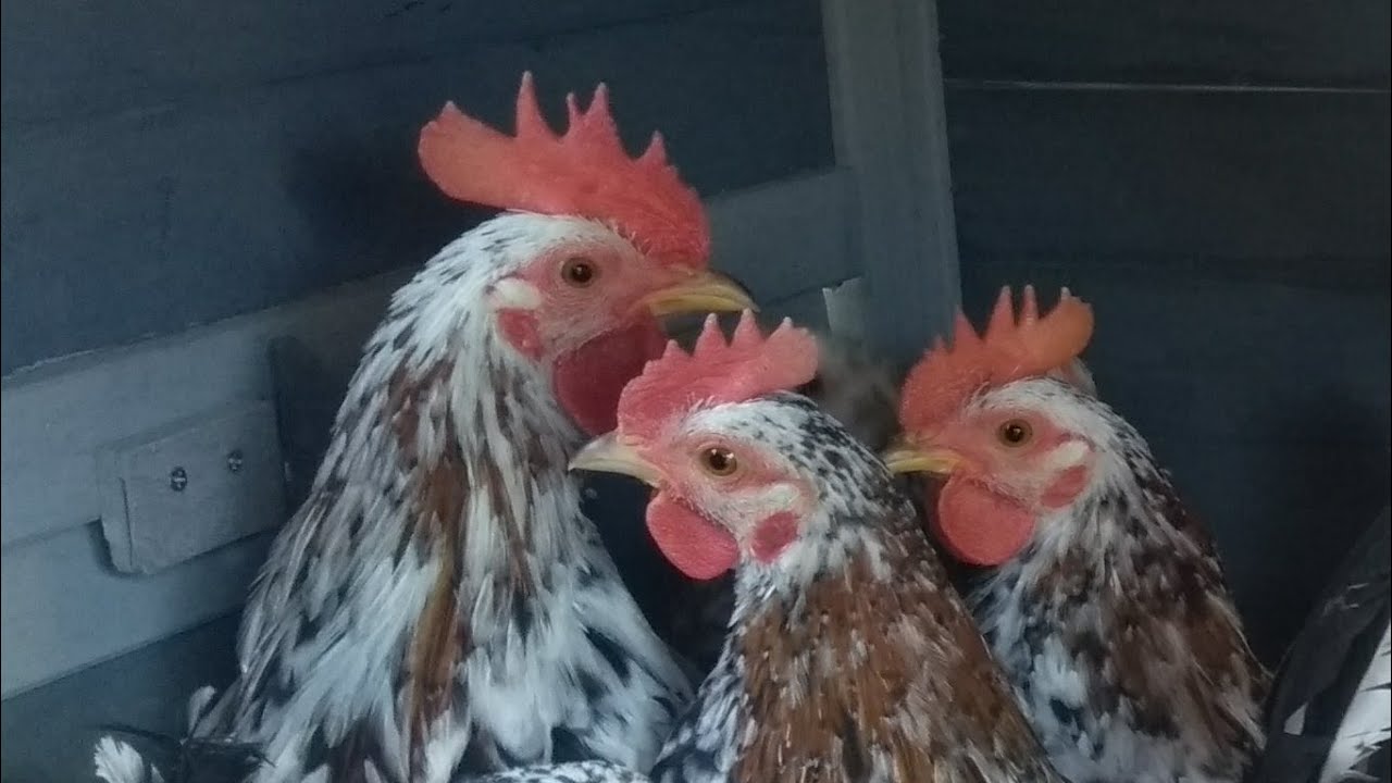 Olandsk Dwarf Chickens LIVE - YouTube