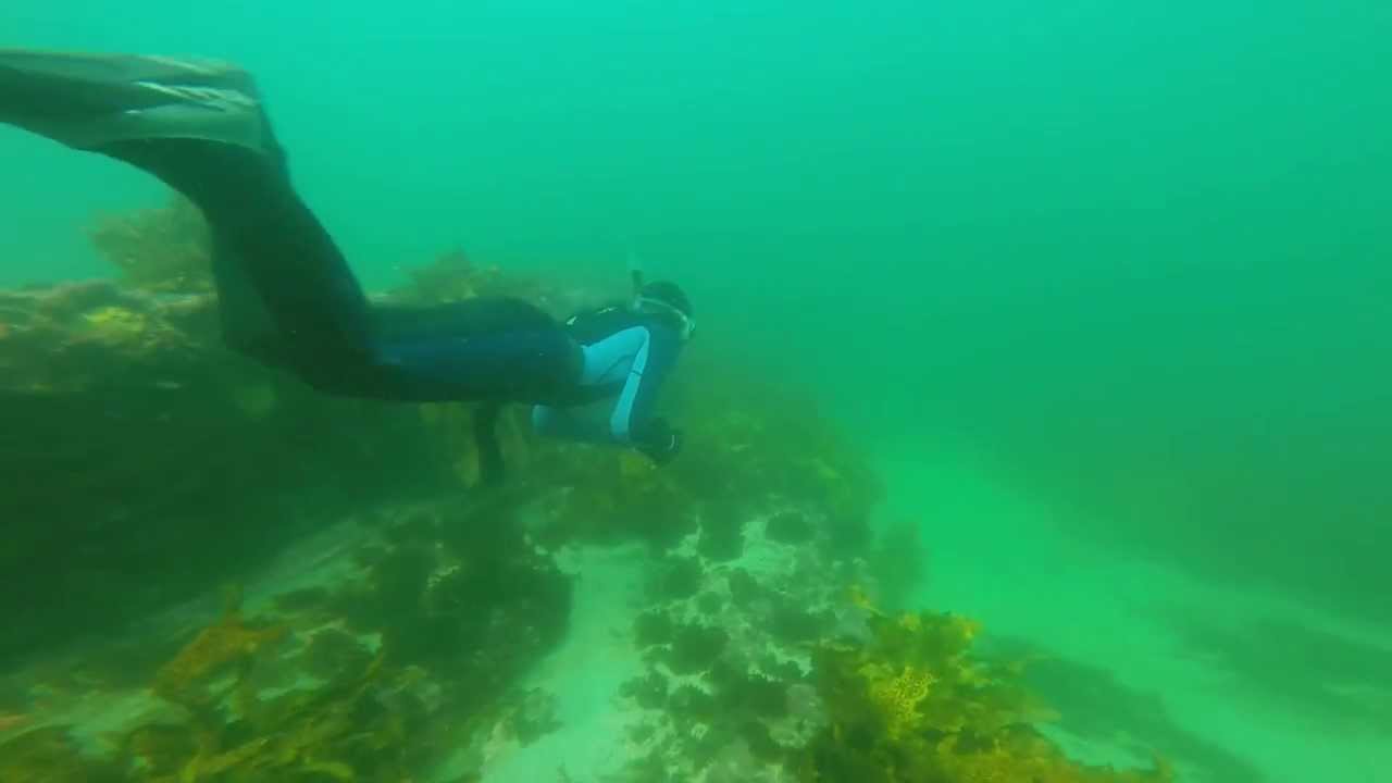 Freediving Sydney, Gordons Bay, Clovelly - Jan2014 - YouTube