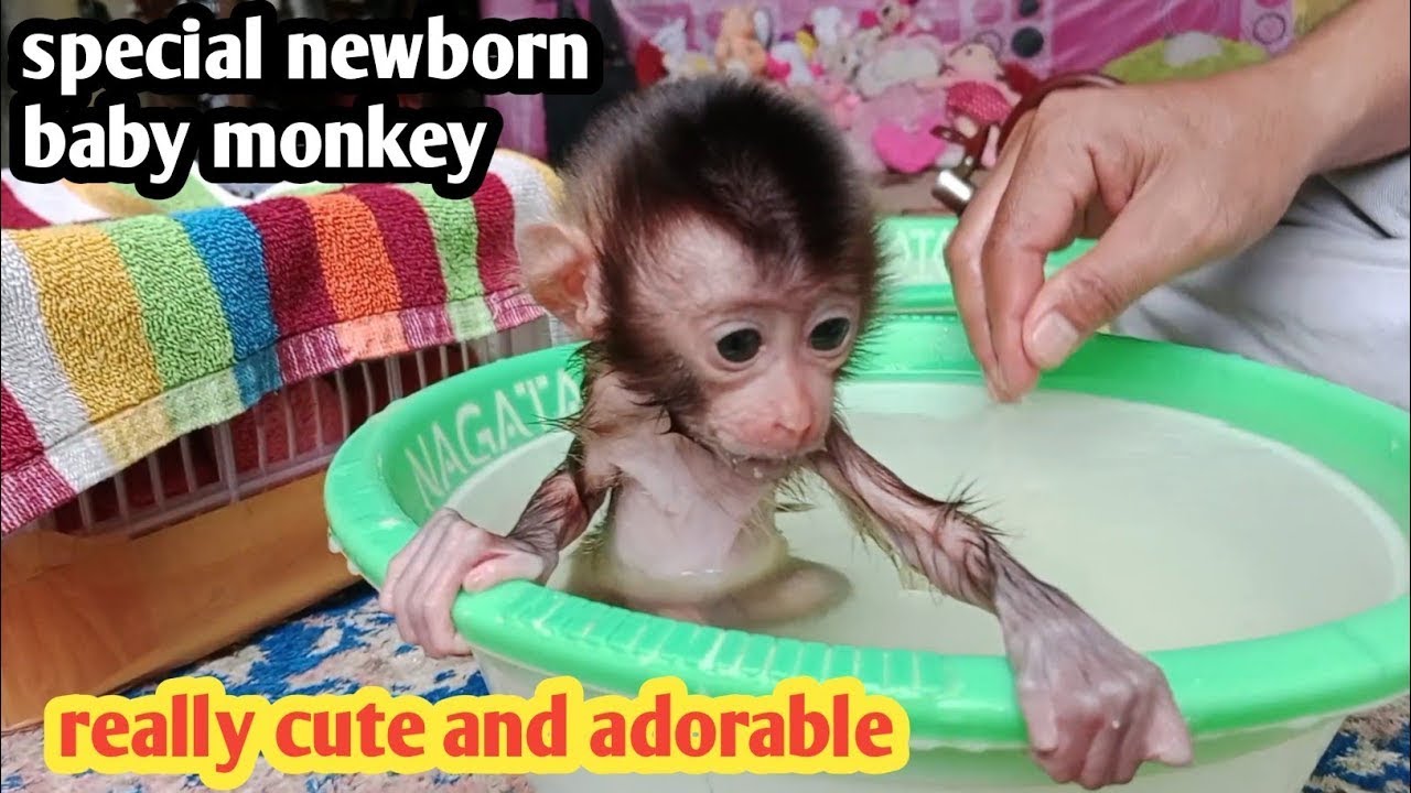 bathe the newborn baby monkey to keep it clean and healthy, very ...