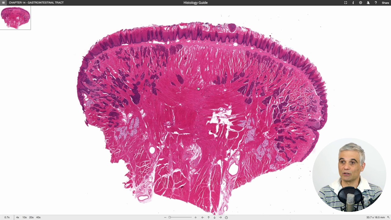 Histology Guide Quick Start - YouTube