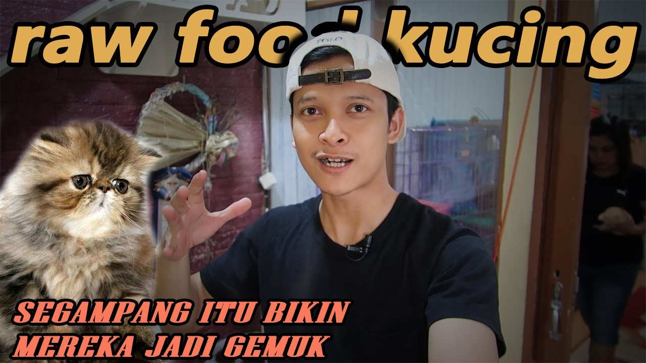 cara mebuat kucing jadi gemuk/ cara membuat raw food kucing - YouTube
