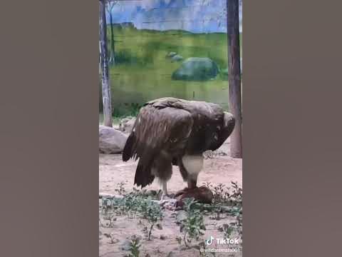 أكبر نسر بل عالم شاهد حجمه - YouTube