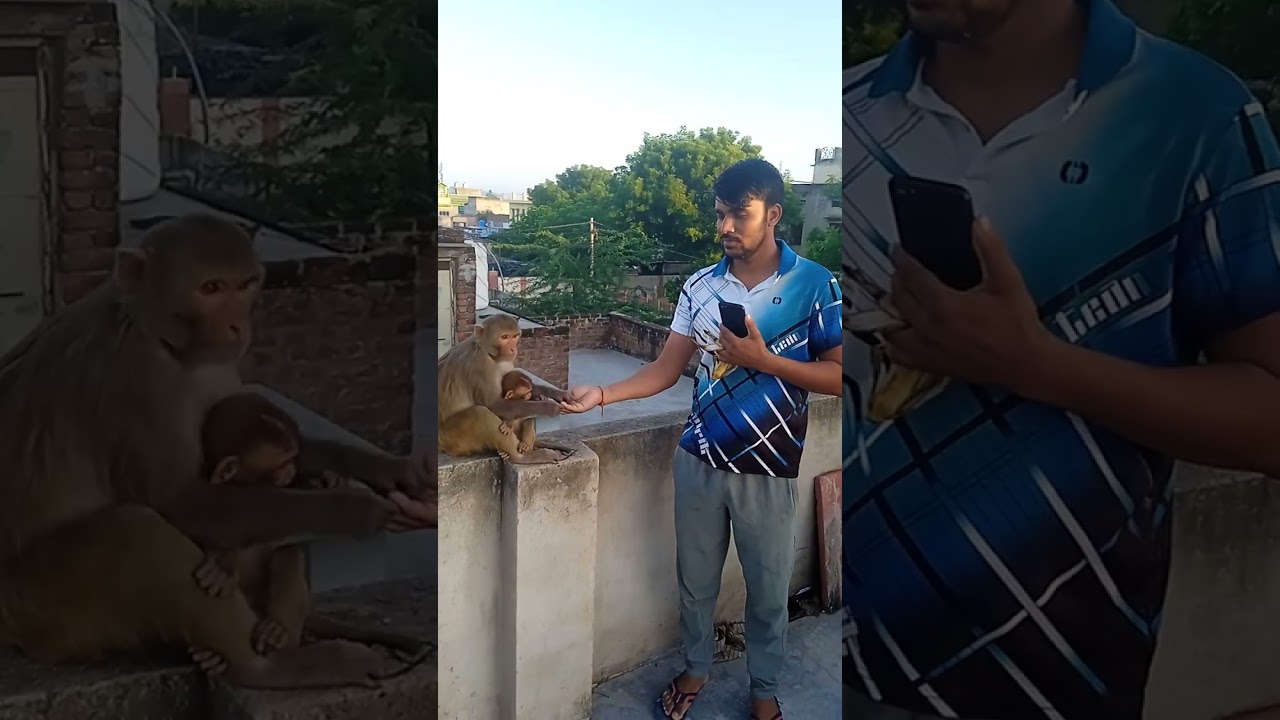 #monkey short clip video - YouTube