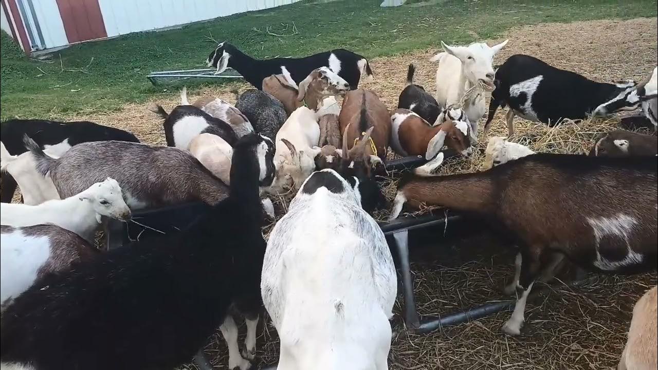 The Little Goats are really enjoying their food, so much jockeying for space. vlog 327 - YouTube
