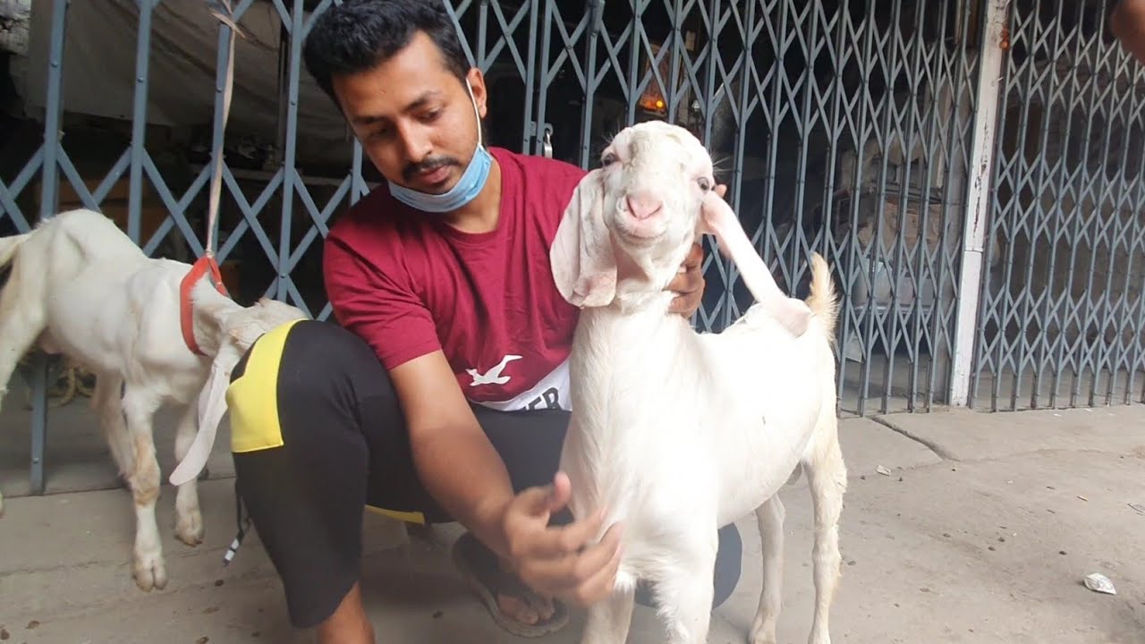 Patira Goat Kids In Mumbai | Moin Bhai Goats. - YouTube