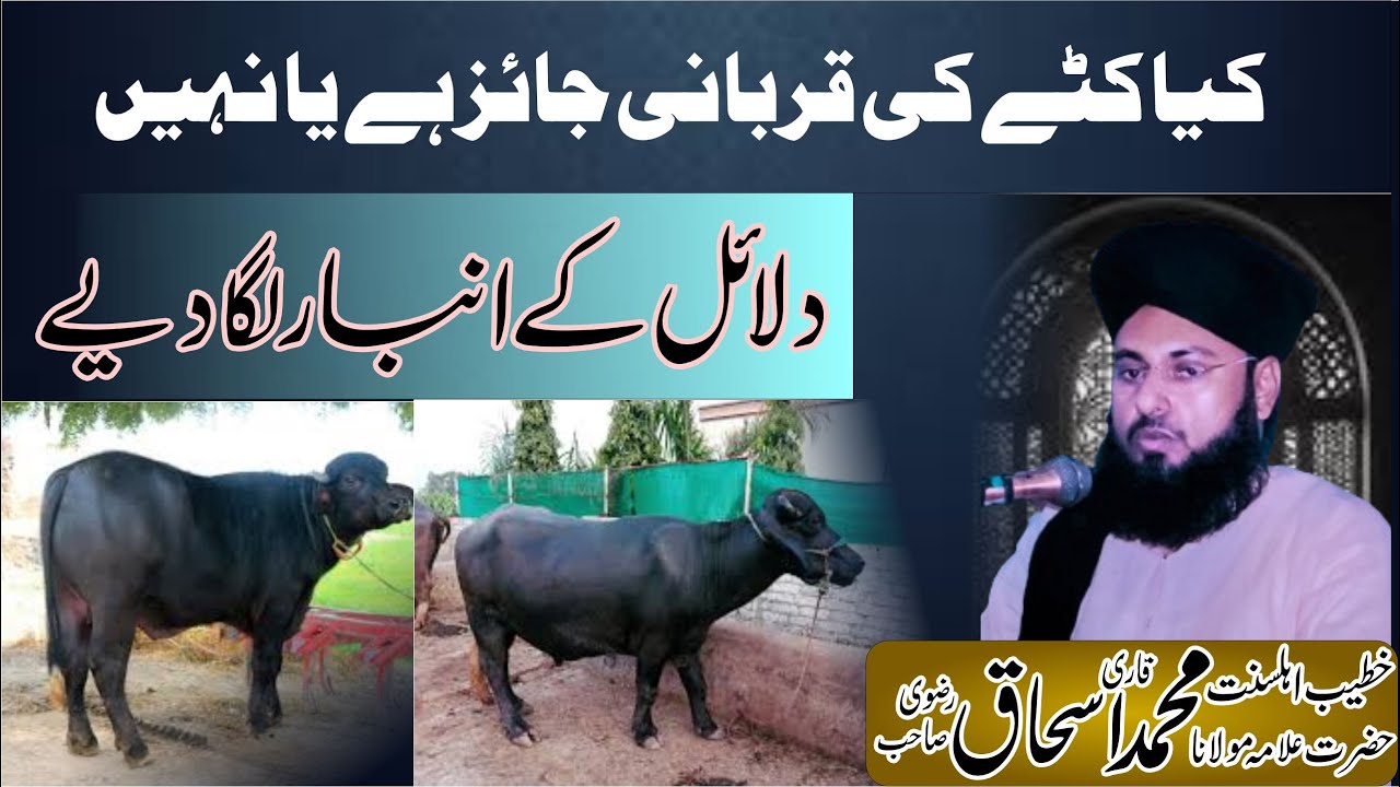 کیا کٹے یا بھینس کی قربانی جائز ہے؟ | sacrifice of buffalo | Qari ...