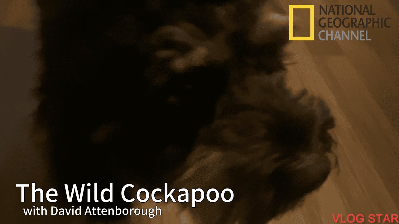 The Wild Cockapoo w/Jacob - YouTube