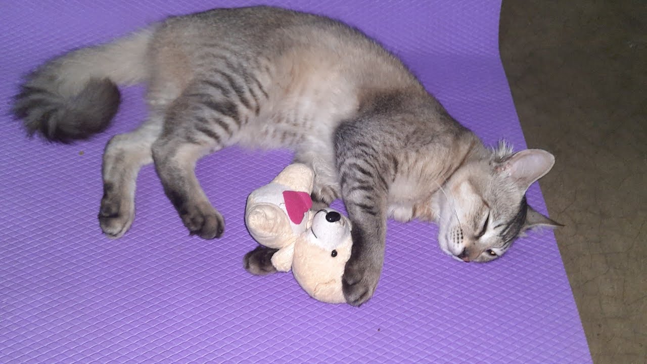 Cute kitty moment's/ Desi Cats video - YouTube