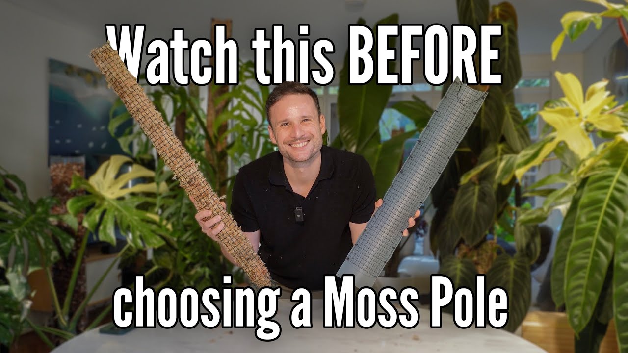 Which Moss Pole is the Best? - Ultimate Comparison - YouTube