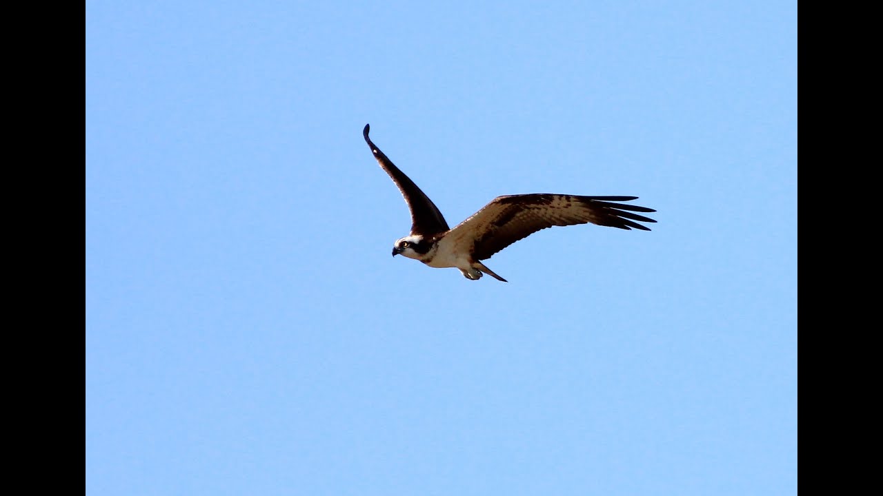 An Osprey catching a fish 魚鷹抓魚 - YouTube