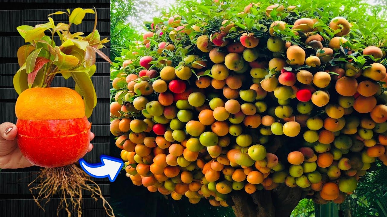 How to grow apples in new way - YouTube