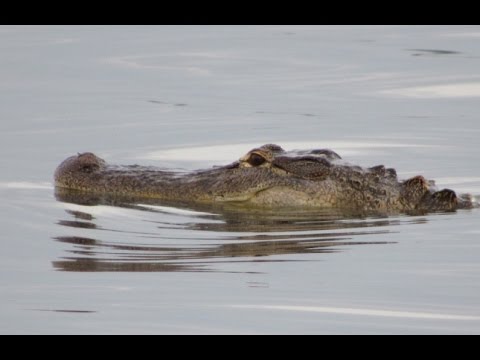 In Search Of Alligators, Manatees And Other Florida Wildlife (April 22 ...