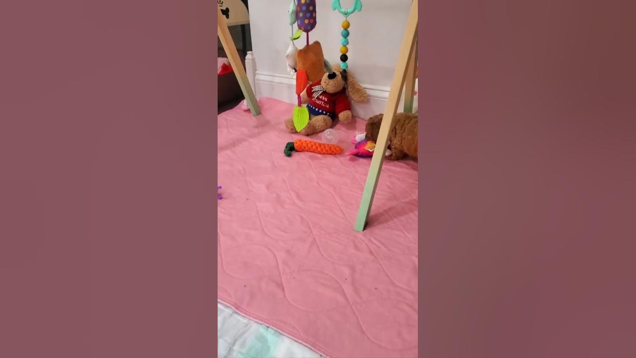 Puppy Playtime YouTube puppy-playtime-youtube