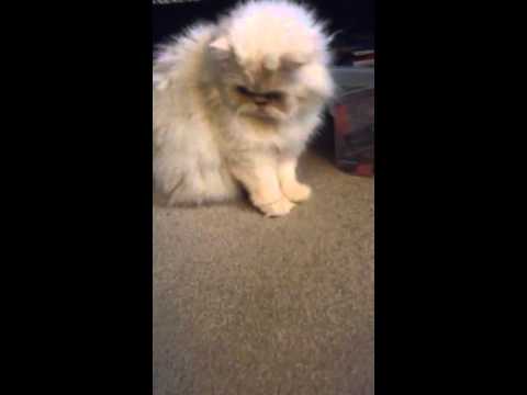 Merv the Cat Plays With a String - YouTube