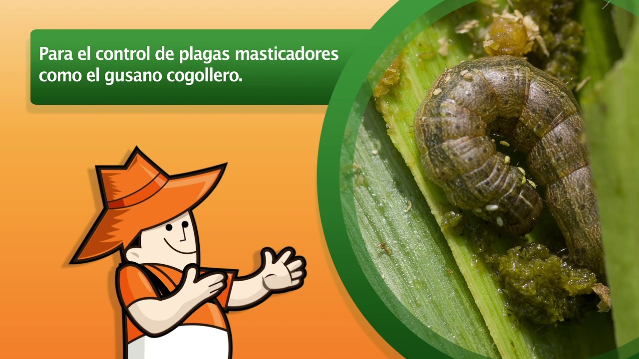 Cyperpac - Insecticida Agrícola - Agripac - YouTube
