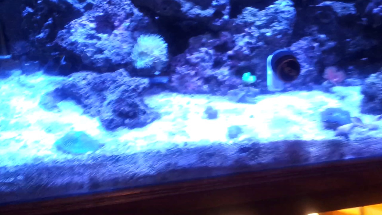 White smile algae - YouTube