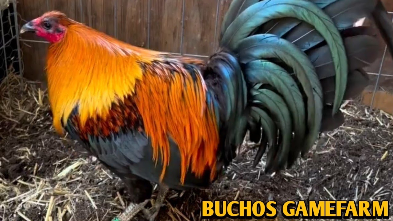 Beautiful Birds - Buchos Gamefarm - North Carolina 🐓💥💥💥💥 - YouTube