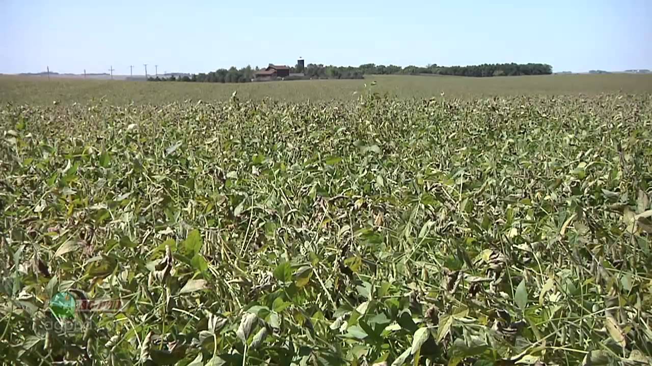 Desiccating Crops #807 (Air Date 9/22/13) - YouTube