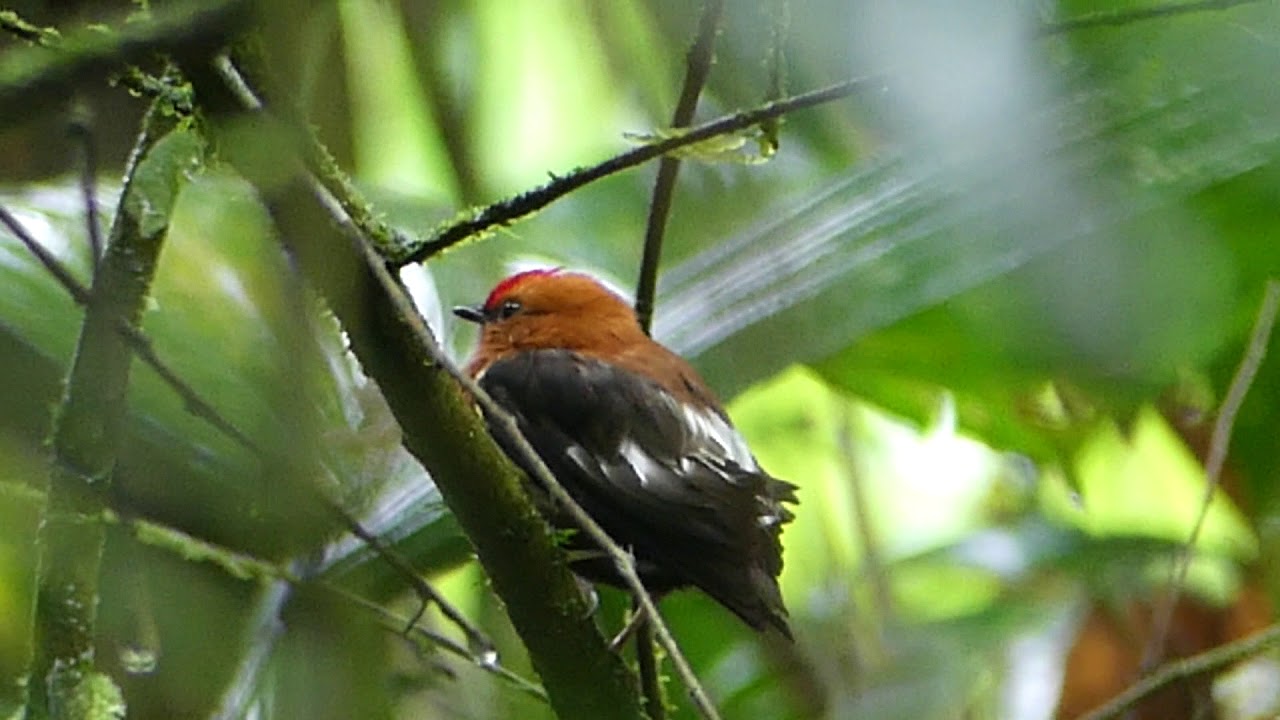 Club-winged Manakin - YouTube